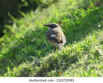 12,700 Bird looking back Images, Stock Photos & Vectors | Shutterstock