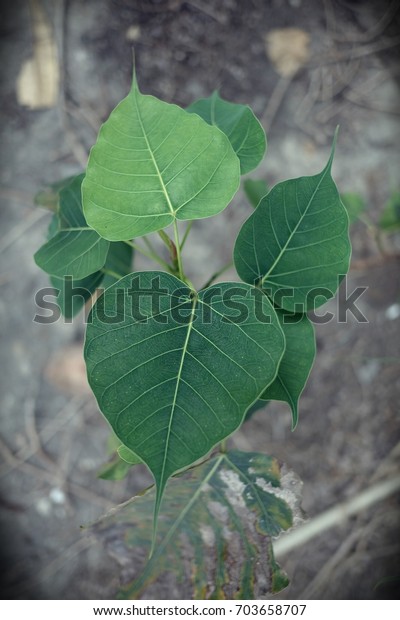 Small Bodhi Tree Stock Photo 703658707 | Shutterstock