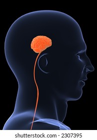11,213 Small brain Images, Stock Photos & Vectors | Shutterstock