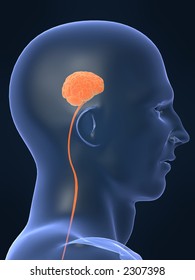 Small Brain Stock Photo 2307398 | Shutterstock
