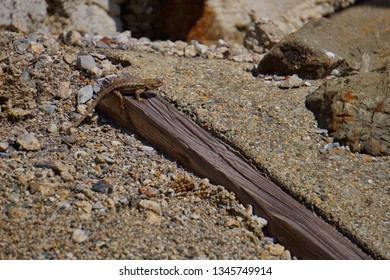 Drainage Works On Construction Site Pumping Stock Photo (Edit Now ...