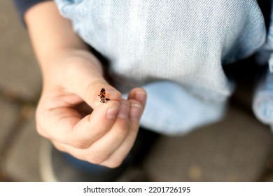 6,171 Small beetle on hand Images, Stock Photos & Vectors | Shutterstock
