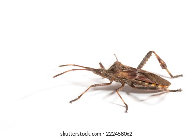 4,137 Stink bug white background Images, Stock Photos & Vectors ...