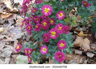 2,232 Ruby Bush Images, Stock Photos & Vectors | Shutterstock