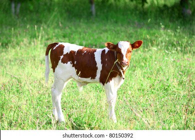 89,227 Brown calf Images, Stock Photos & Vectors | Shutterstock