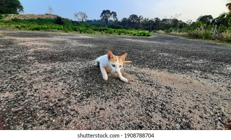 292 Cat in position to attack Images, Stock Photos & Vectors | Shutterstock