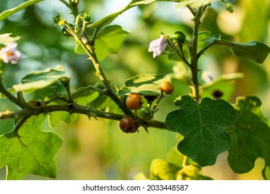 1,119 Devils fig Images, Stock Photos & Vectors | Shutterstock