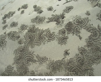 3,222 Crab digging Images, Stock Photos & Vectors | Shutterstock