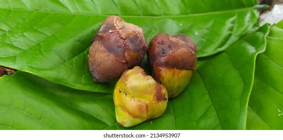 497 Falling coconut tree Stock Photos, Images & Photography | Shutterstock
