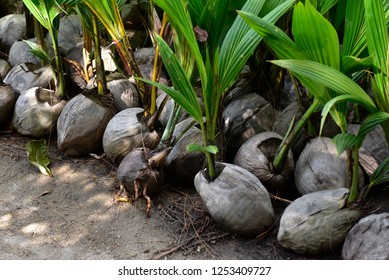 334 Coconut Embryo Images, Stock Photos & Vectors | Shutterstock