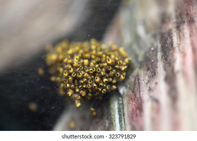 85 Spider hatchlings Images, Stock Photos & Vectors | Shutterstock