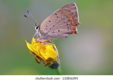 Small Copper Aka American Copper Aka Stock Photo (Edit Now) 686122990