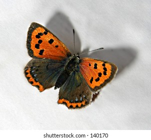 21,441 Small copper Images, Stock Photos & Vectors | Shutterstock