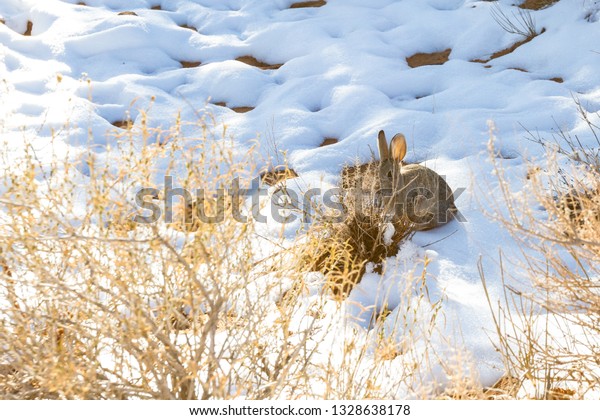 Small Cottontail Rabbit Looking Something Eat Stock Photo 1328638178 ...