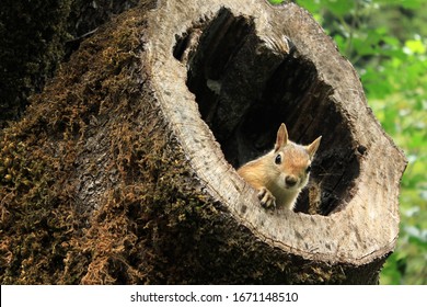 2,251 Squirrel back Stock Photos, Images & Photography | Shutterstock