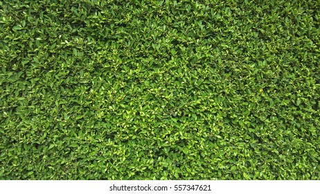 Small Dense Hedges Pattern Stock Photo 557347621 | Shutterstock