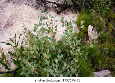 299 Eucalyptus sapling Images, Stock Photos & Vectors | Shutterstock