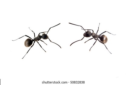 Small Fighting Ant Stock Photo 50832838 | Shutterstock