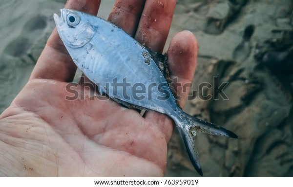 Small Fish Hand Stock Photo 763959019 | Shutterstock