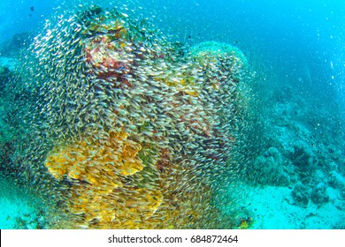 78,583 Beautiful small fish Images, Stock Photos & Vectors | Shutterstock