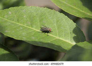 Tropical Jungle Animals Flying Insects Stock Photo (Edit Now) 1822430900