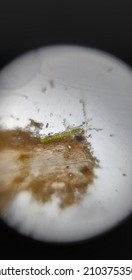 74 Chlorophyta microscope Images, Stock Photos & Vectors | Shutterstock