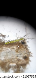 1,355 Algae under microscope Images, Stock Photos & Vectors | Shutterstock