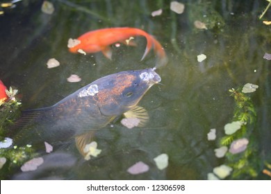 33 Ghost carp Images, Stock Photos & Vectors | Shutterstock