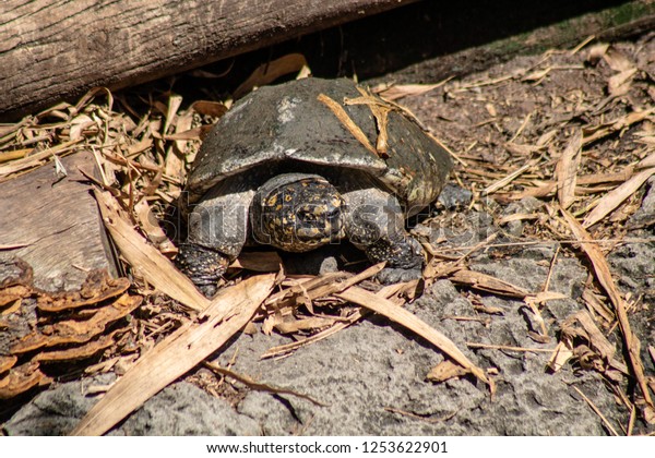 Small Gopher Tortoise Stock Photo 1253622901 | Shutterstock