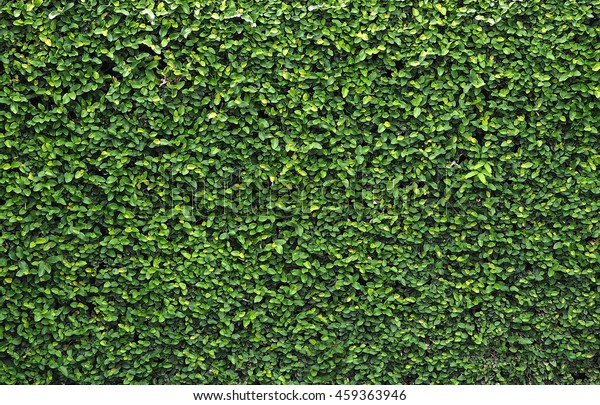 Small Green Leaf Tree Texture Background Stock Photo 459363946 ...