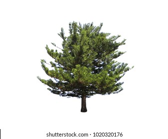 Small Green Pine Tree Isolated On Stock Photo 1020320176 | Shutterstock