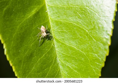 796 Spider climb tree Images, Stock Photos & Vectors | Shutterstock