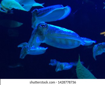 147 Cuddlefish Images, Stock Photos & Vectors | Shutterstock