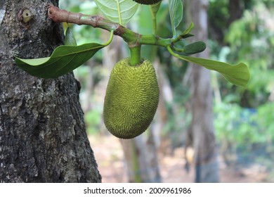 2,032 Small jackfruit Images, Stock Photos & Vectors | Shutterstock