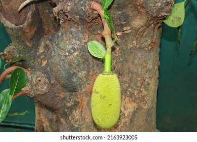 2,032 Small jackfruit Images, Stock Photos & Vectors | Shutterstock