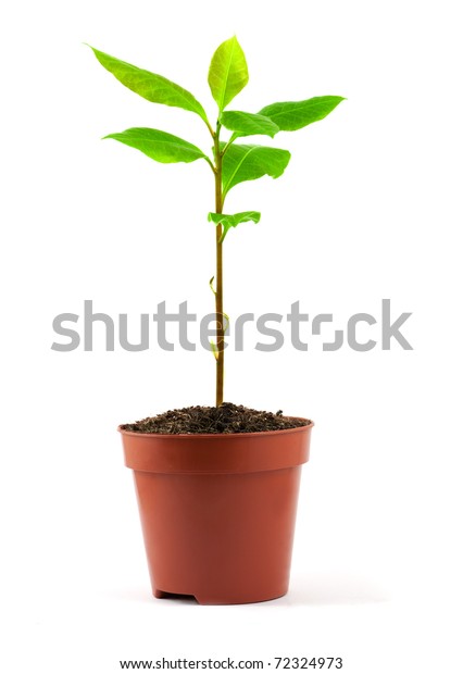 Small Laurel Tree Pot Stock Photo (Edit Now) 72324973