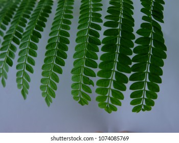 Small Leaf Pattern Green Colour Stock Photo 1074085769 | Shutterstock