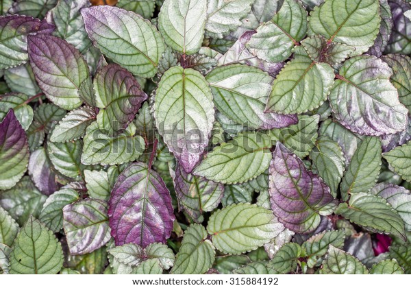 Small Leaf Wallpaper Stock Photo 315884192 | Shutterstock