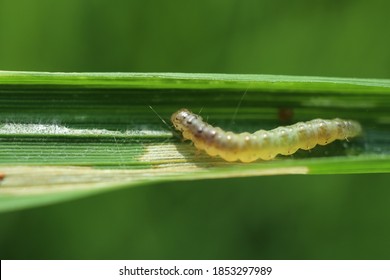 1,657 Rice Worm Images, Stock Photos & Vectors | Shutterstock