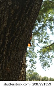 Stock Photo and Image Portfolio by MomentousRaven | Shutterstock