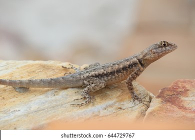 142 Lizard without tail Images, Stock Photos & Vectors | Shutterstock