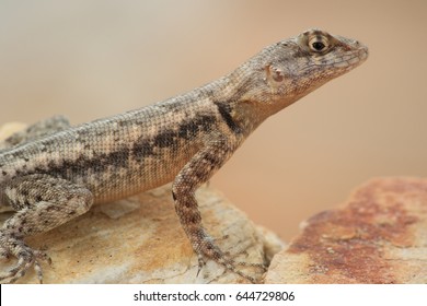 142 Lizard without tail Images, Stock Photos & Vectors | Shutterstock