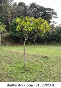 Mango forest Stock Photos, Images & Photography | Shutterstock
