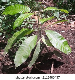 Small Mango Tree Yard Stock Photo 2118483437 | Shutterstock