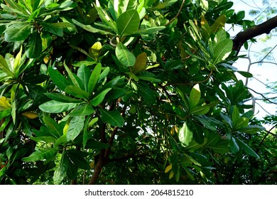 510 Obovate leaf Images, Stock Photos & Vectors | Shutterstock