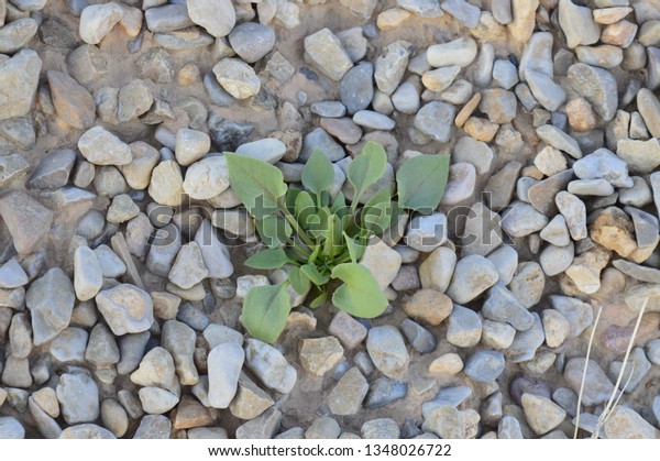Small Mediumsized Stone Wallpapers Stock Photo 1348026722 | Shutterstock