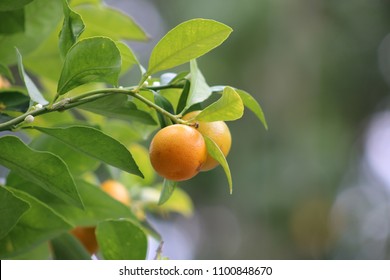 Small orange fruit Images, Stock Photos & Vectors | Shutterstock