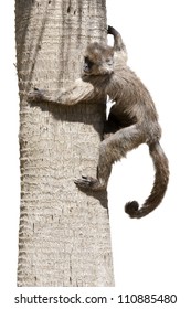 11,570 Monkey climbing a tree Images, Stock Photos & Vectors | Shutterstock