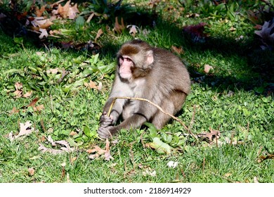 1,007 Monkey Grab Images, Stock Photos & Vectors | Shutterstock