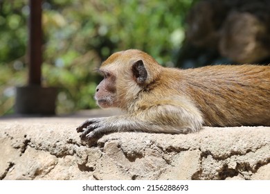 Small Monkey Lying Down On Steps Stock Photo 2156288693 | Shutterstock